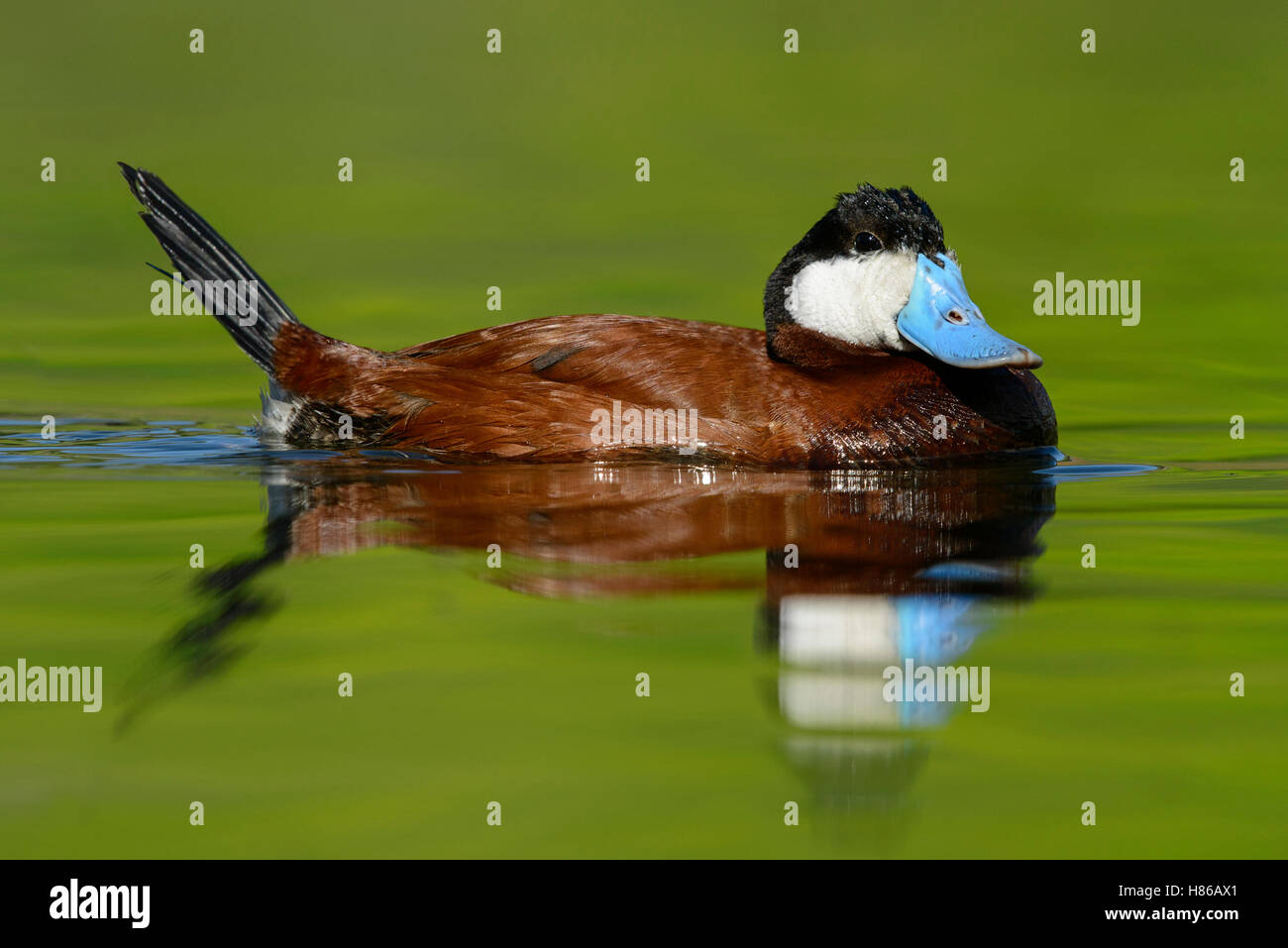 Ruddy Duck (Oxyura jamaicensis) male, British Columbia, Canada Stock ...