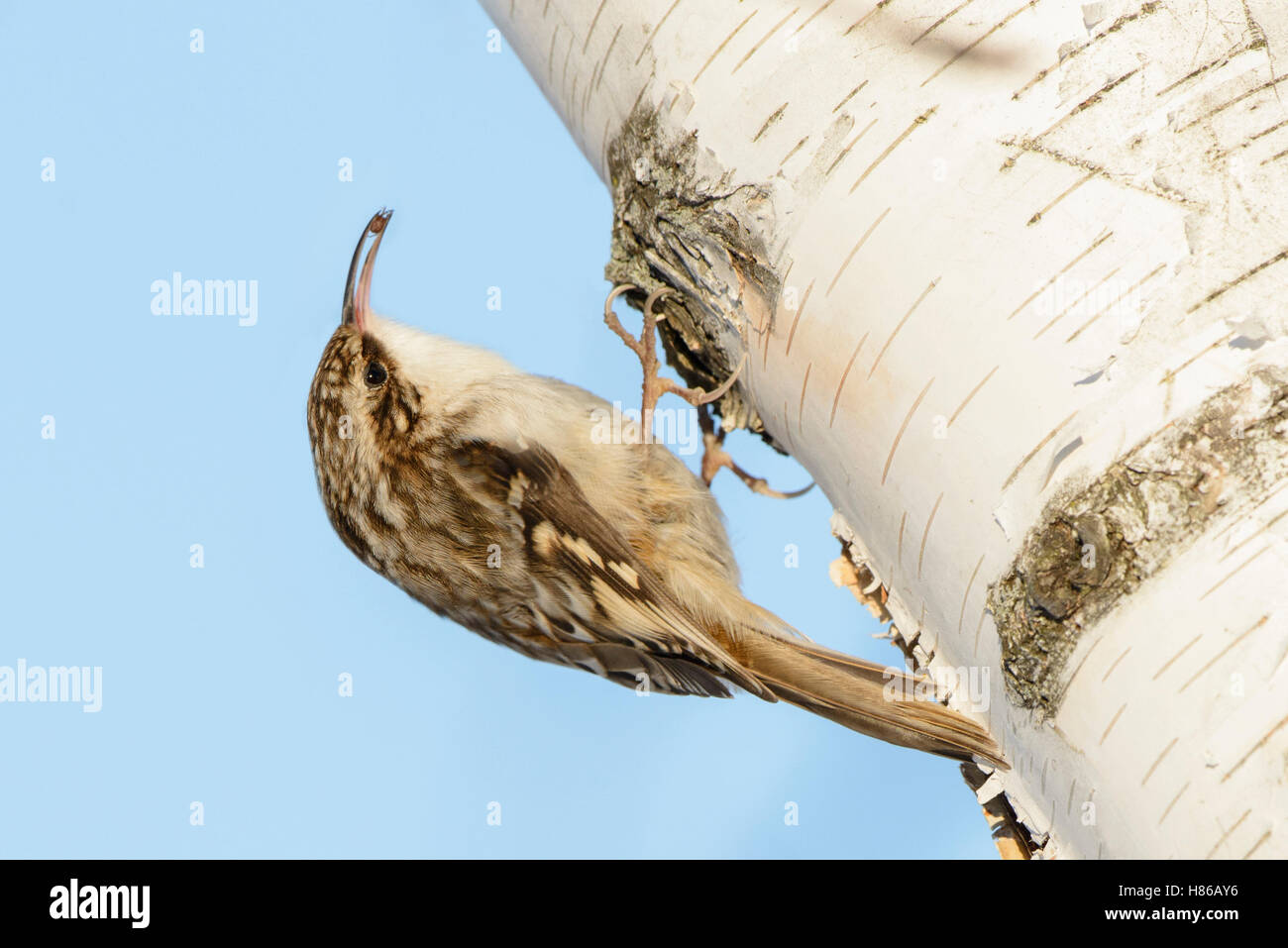 American Tree Creeper (Certhia americana), Ontario, Canada Stock Photo ...