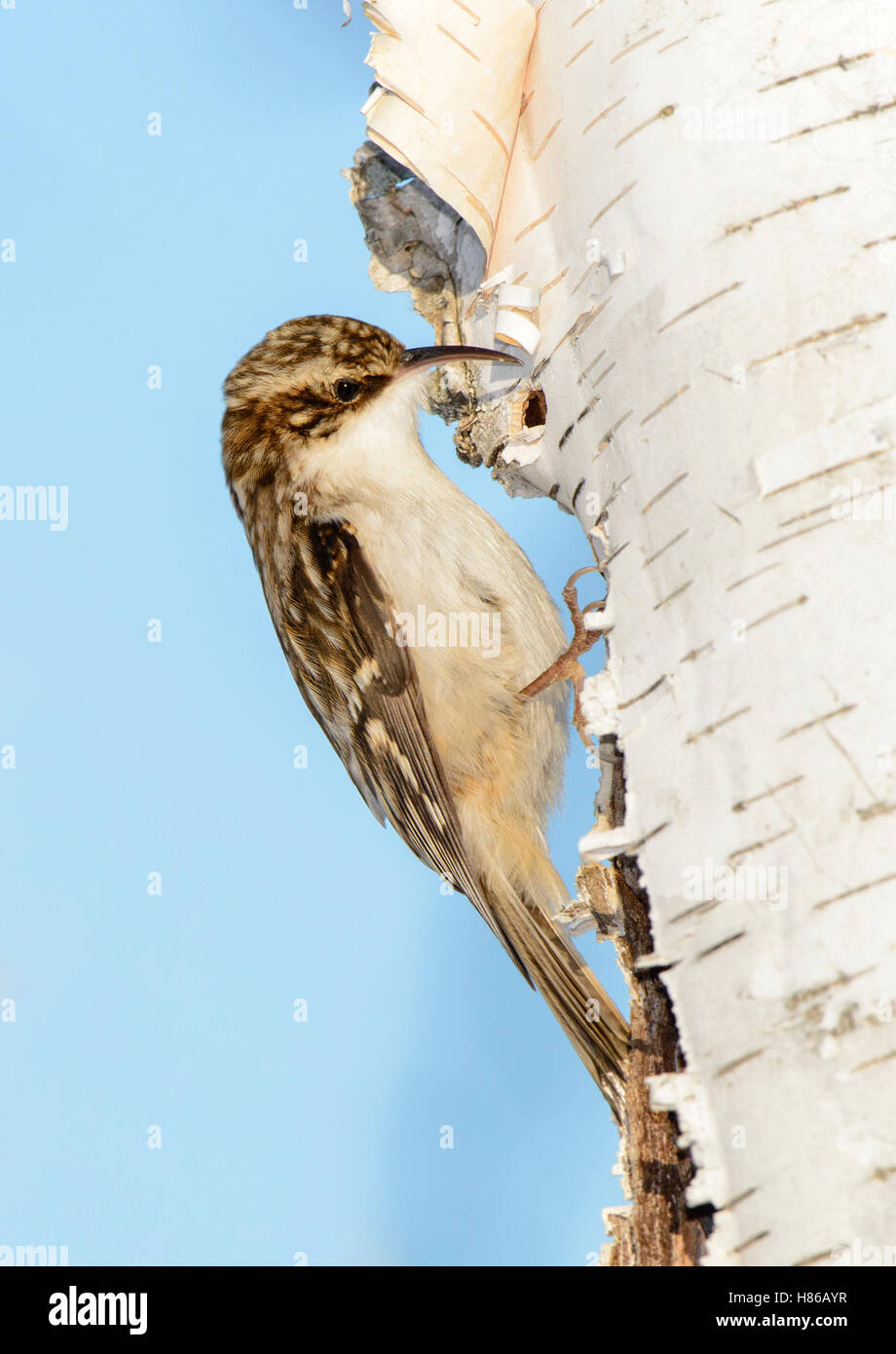 American Tree Creeper (Certhia americana) foraging, Ontario, Canada ...
