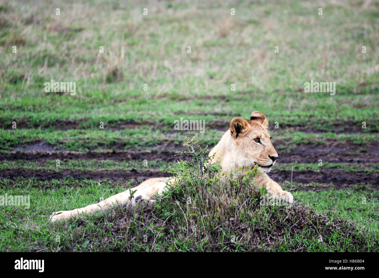 LEONE - LION Stock Photo - Alamy