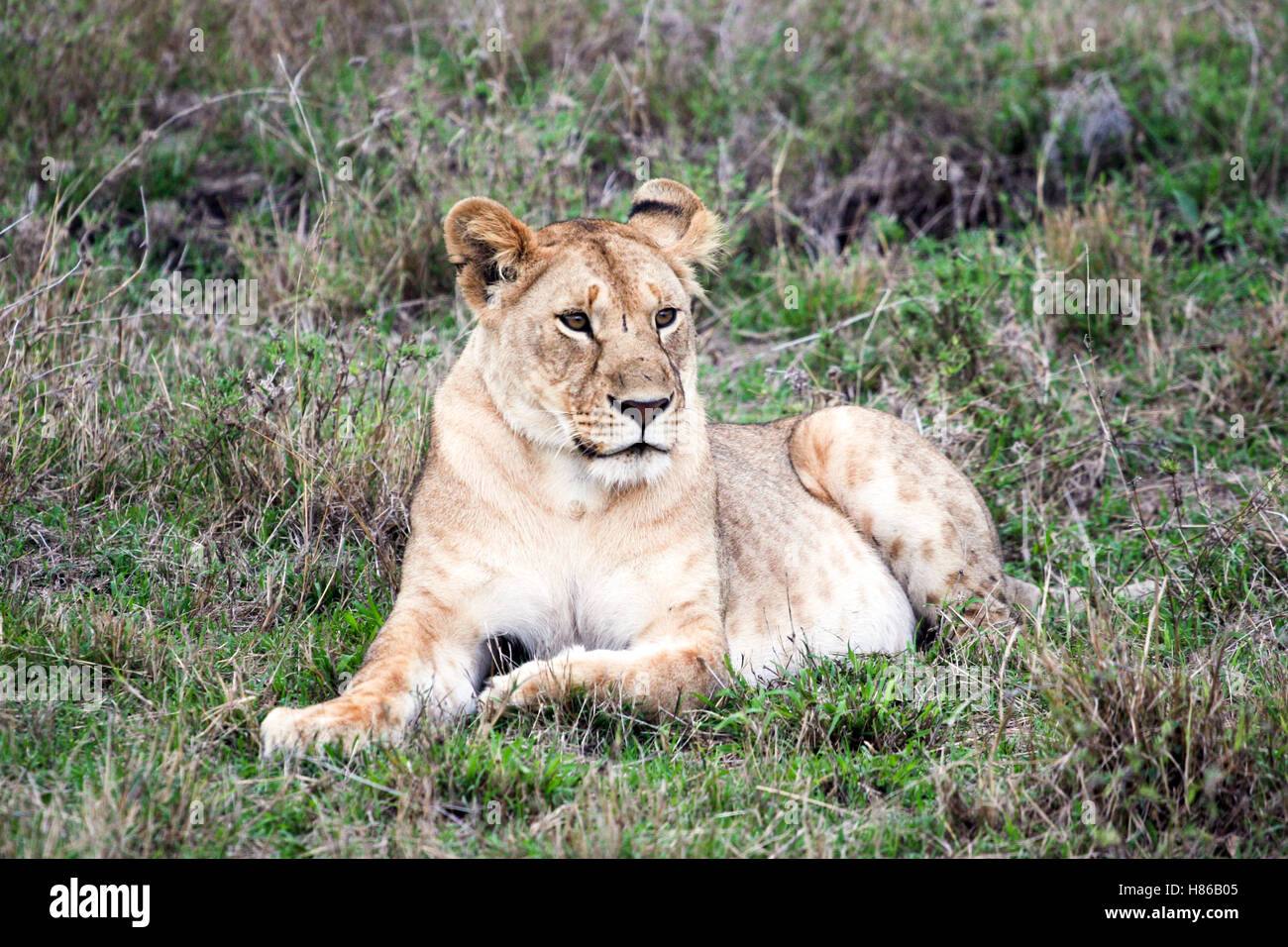 LEONE - LION Stock Photo - Alamy