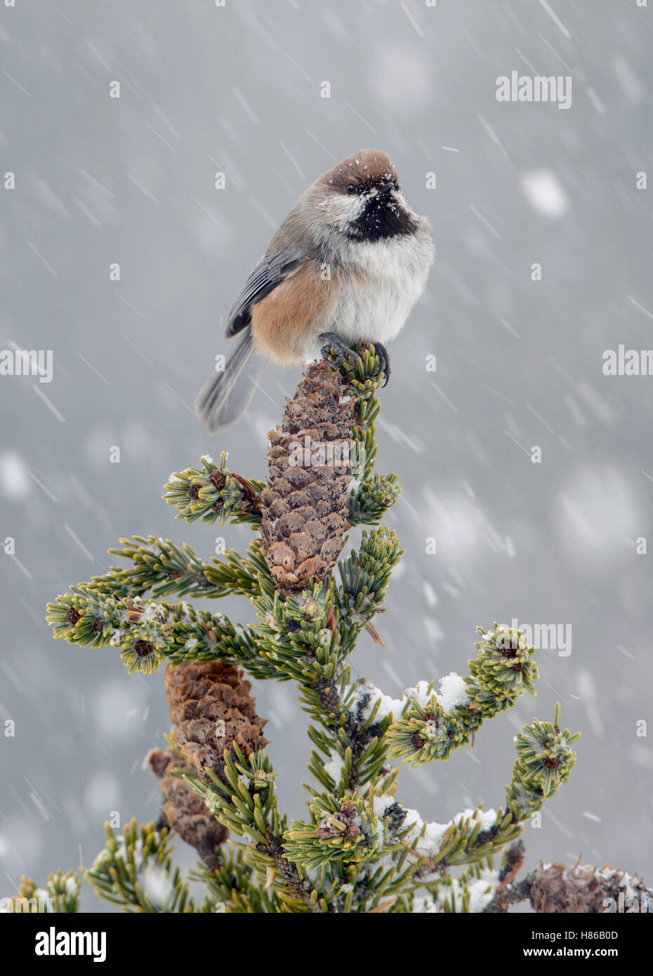 Boreal Chickadee (Poecile hudsonicus) during snowfall, Alaska Stock ...