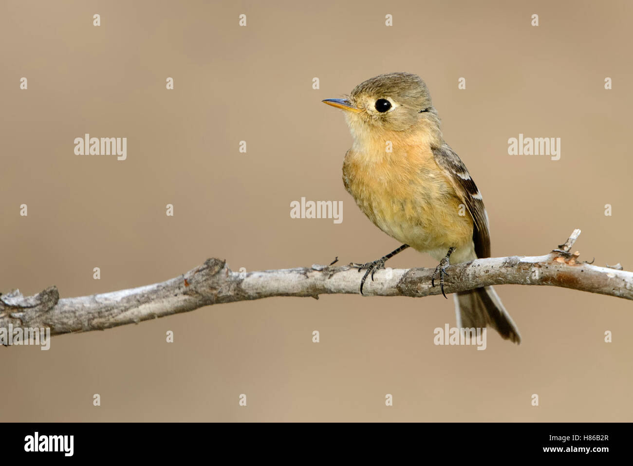 Buff-breasted Flycatcher (Empidonax fulvifrons), Arizona Stock Photo ...