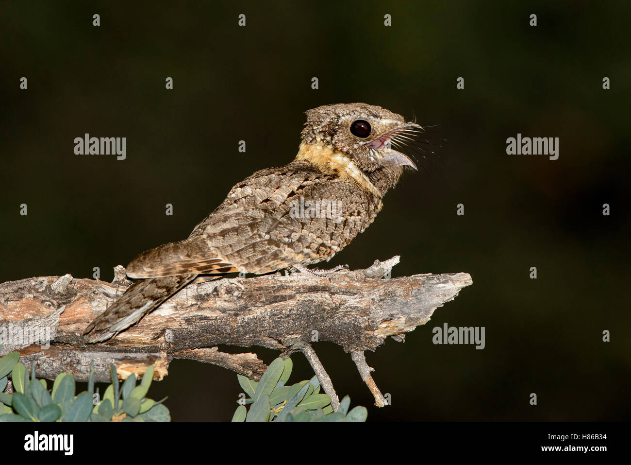 Buff-collared Nightjar (Caprimulgus ridgwayi) calling, Arizona Stock ...