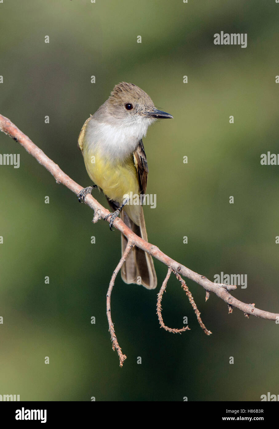 Dusky-capped Flycatcher (Myiarchus tuberculifer), Arizona Stock Photo ...