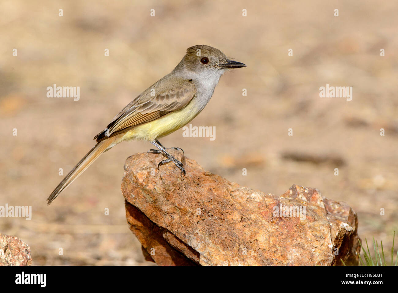 Dusky-capped Flycatcher (Myiarchus tuberculifer), Arizona Stock Photo ...
