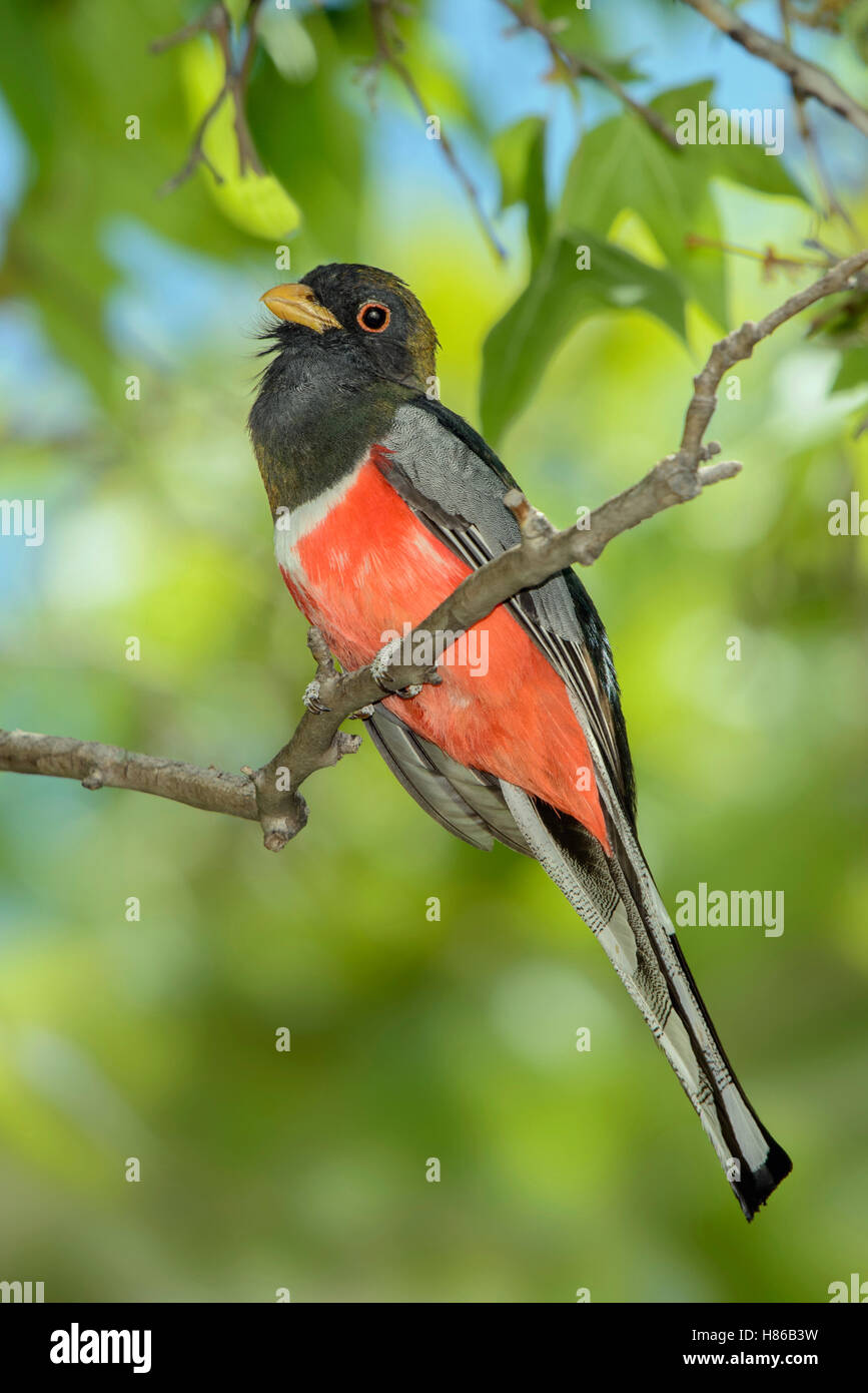 Elegant Trogon (Trogon elegans) male, Arizona Stock Photo - Alamy