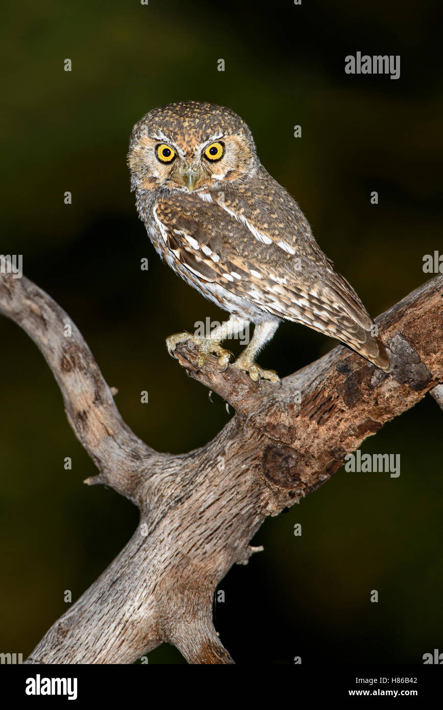Elf Owl (Micrathene whitneyi), Arizona Stock Photo - Alamy