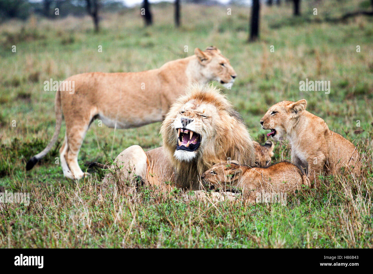 LEONE - LION Stock Photo - Alamy