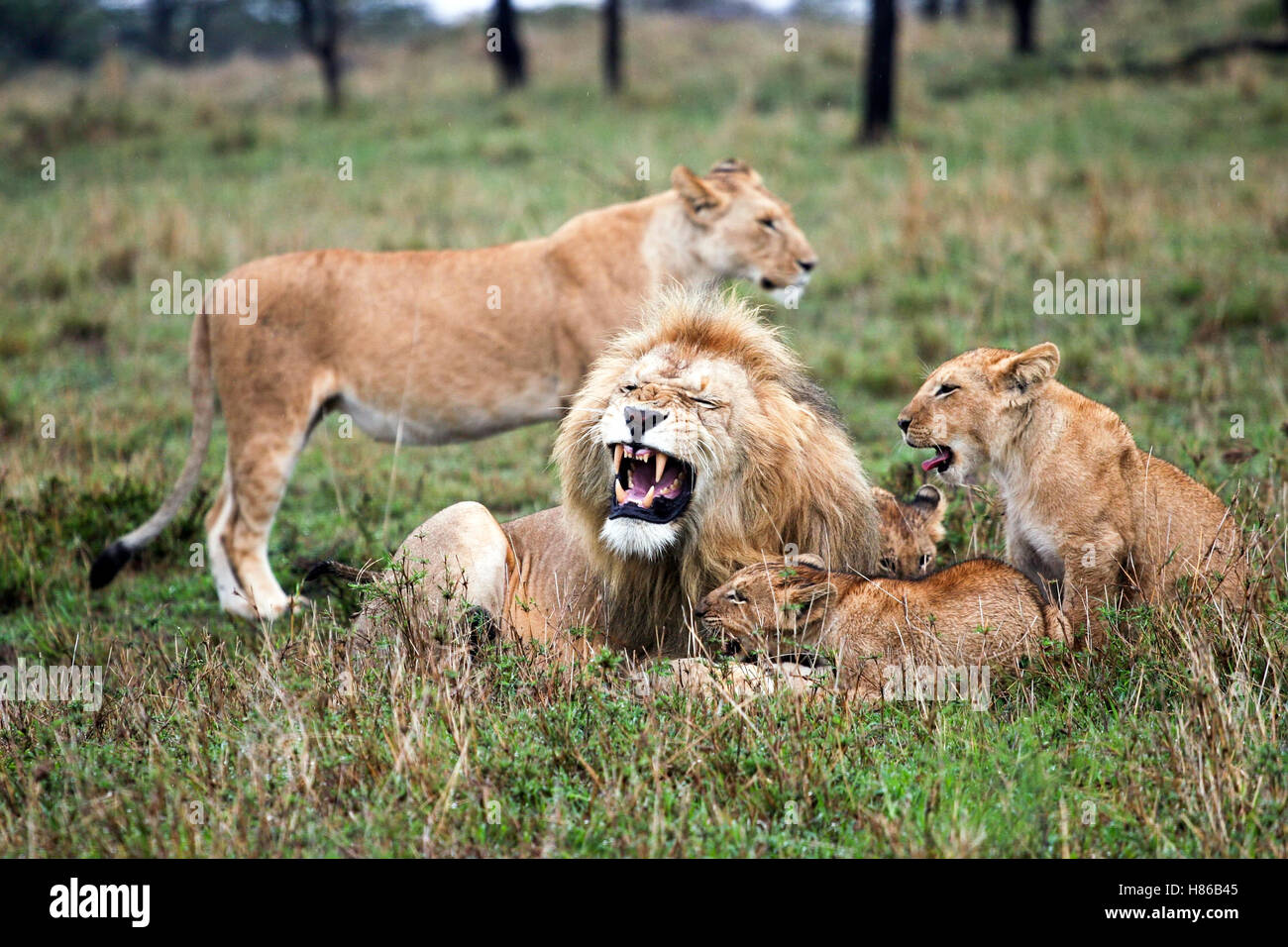 LEONE - LION Stock Photo - Alamy
