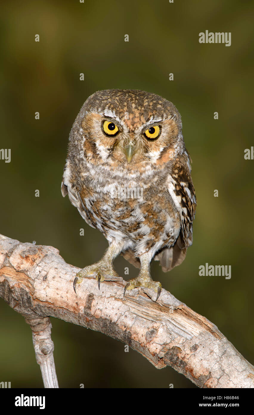 Elf Owl (Micrathene whitneyi), Arizona Stock Photo - Alamy