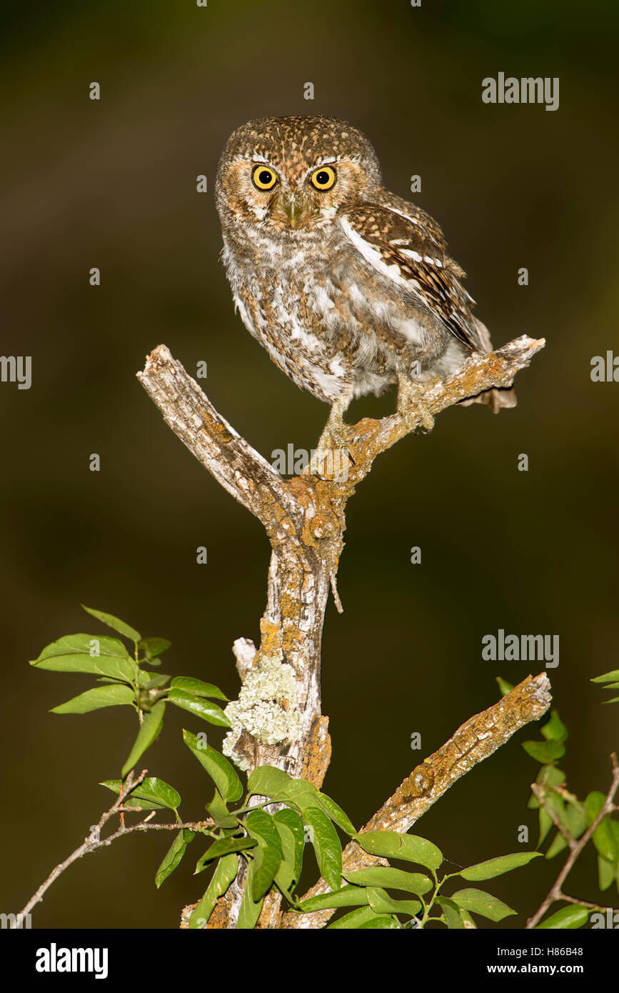 Elf Owl (Micrathene whitneyi), Arizona Stock Photo - Alamy
