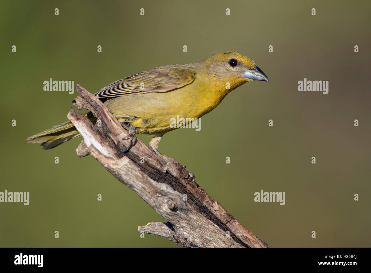 Hepatic Tanager (Piranga flava) female, Arizona Stock Photo - Alamy