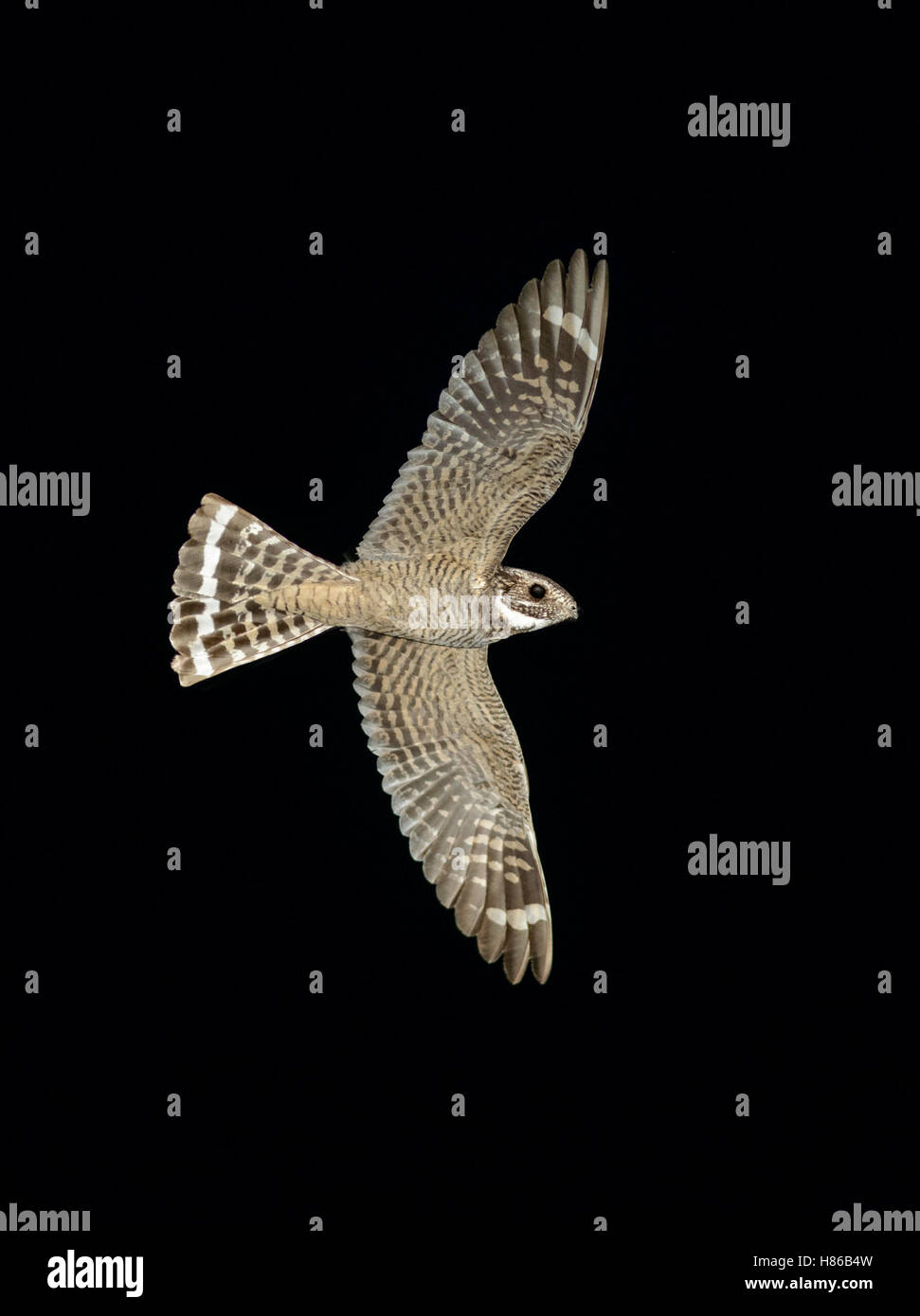 Lesser Nighthawk (Chordeiles acutipennis) flying at night, Arizona ...