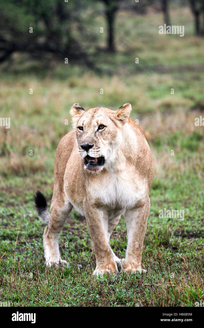 LEONE - LION Stock Photo - Alamy