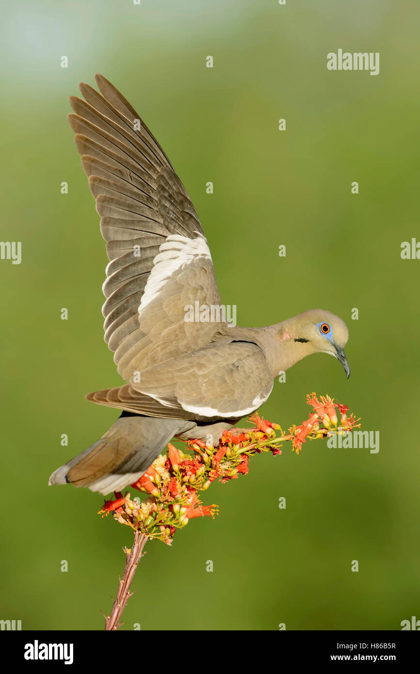 White-winged Dove (Zenaida asiatica) balancing, Arizona Stock Photo - Alamy