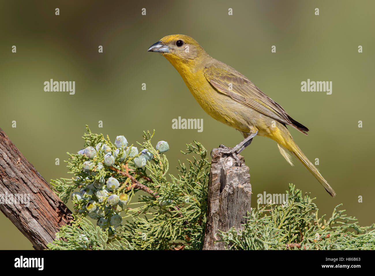 Hepatic Tanager (Piranga flava) female, Arizona Stock Photo - Alamy