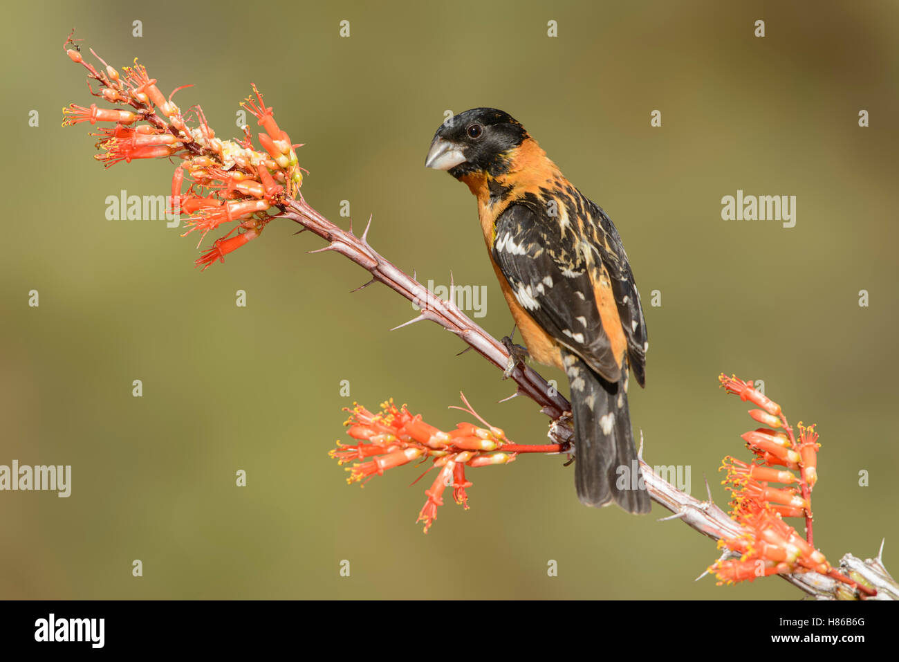 Black-headed Grosbeak (Pheucticus melanocephalus) male, Arizona Stock ...