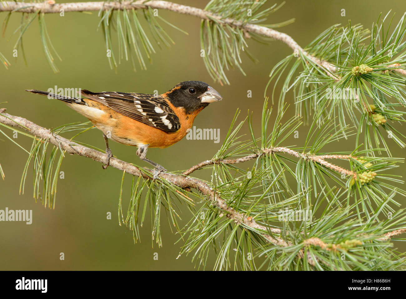 Black-headed Grosbeak (Pheucticus melanocephalus) male, Arizona Stock ...