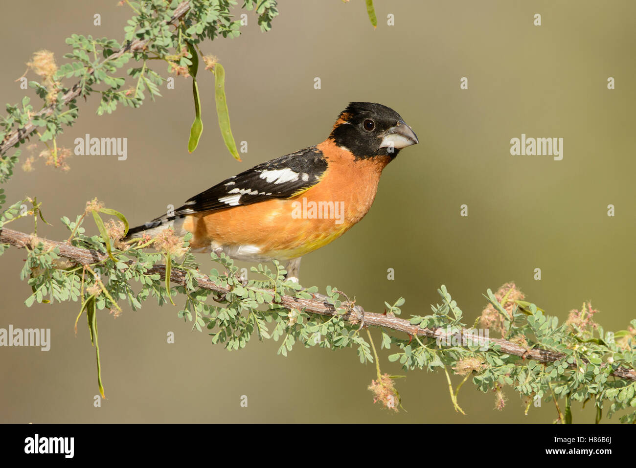 Black-headed Grosbeak (Pheucticus melanocephalus) male, Arizona Stock ...