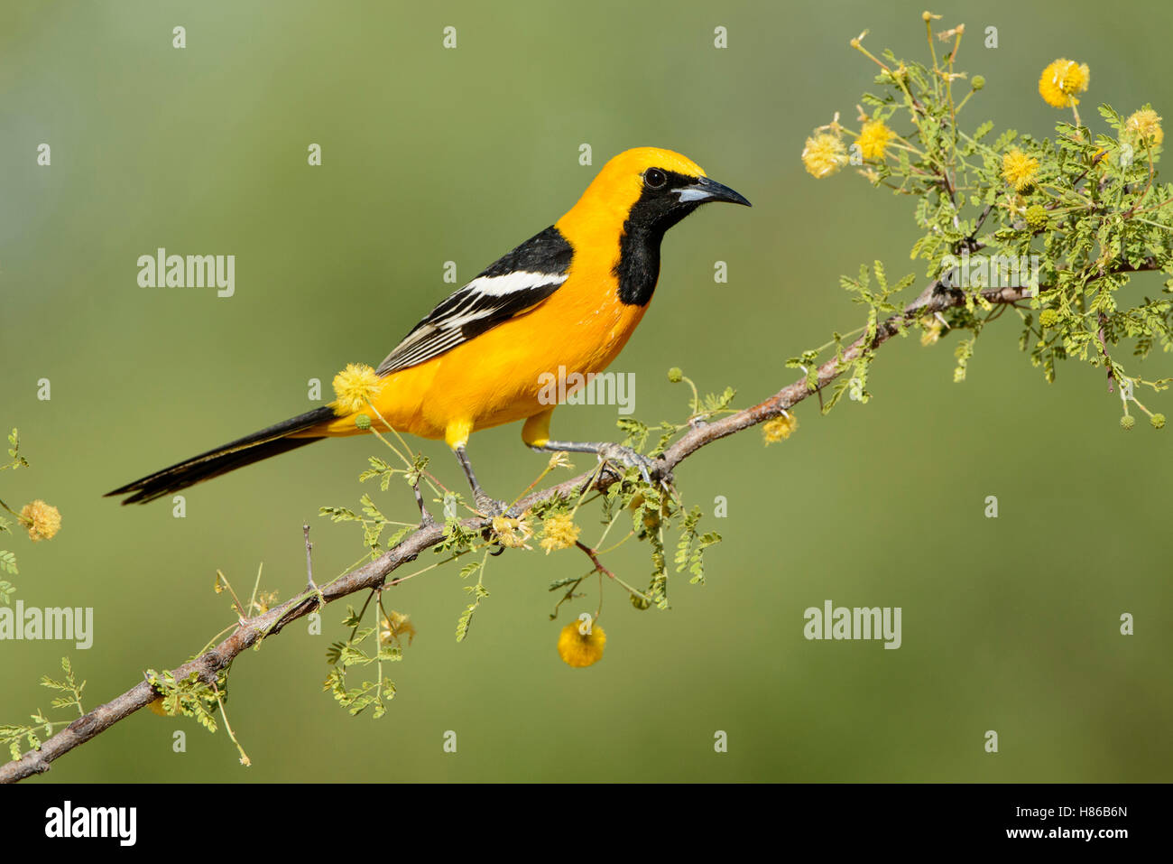Hooded Oriole (Icterus cucullatus) male, Arizona Stock Photo - Alamy