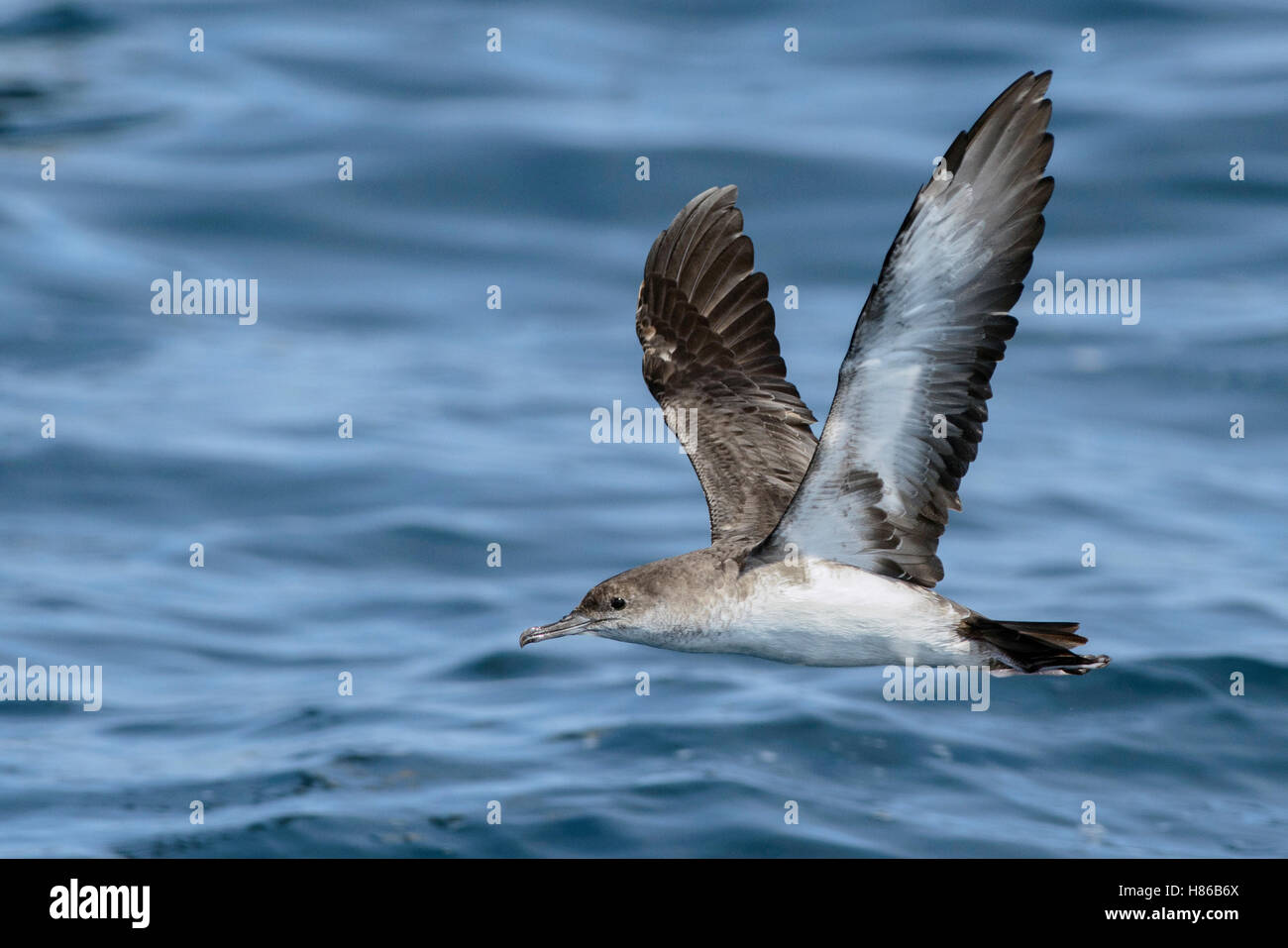 Black-vented Shearwater (Puffinus opisthomelas) flying, California ...