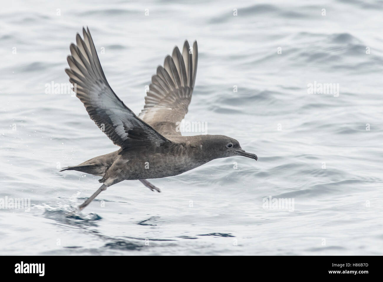 Sooty Shearwater (Puffinus griseus) taking flight, California Stock ...