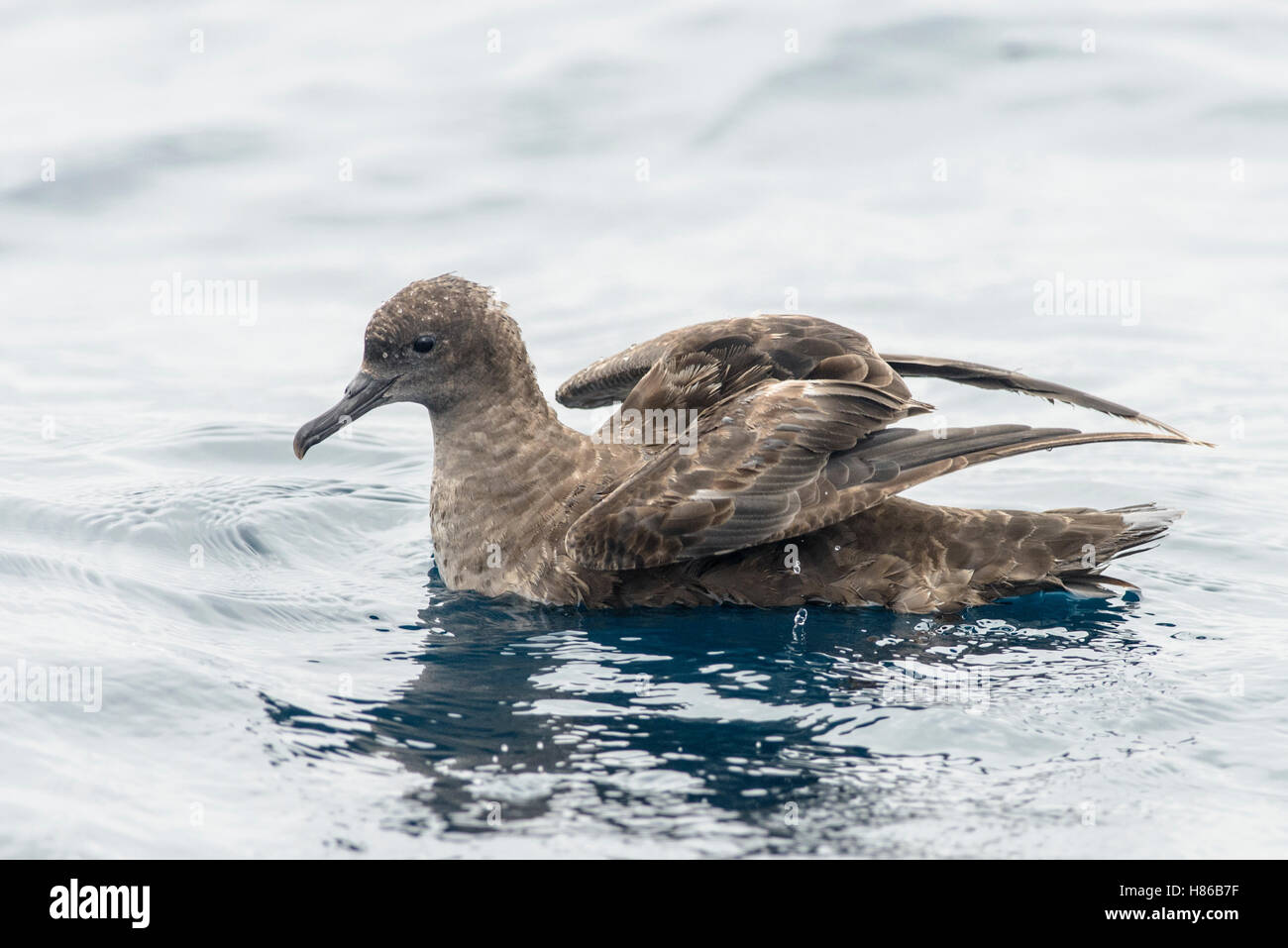 Sooty Shearwater (Puffinus griseus), California Stock Photo - Alamy