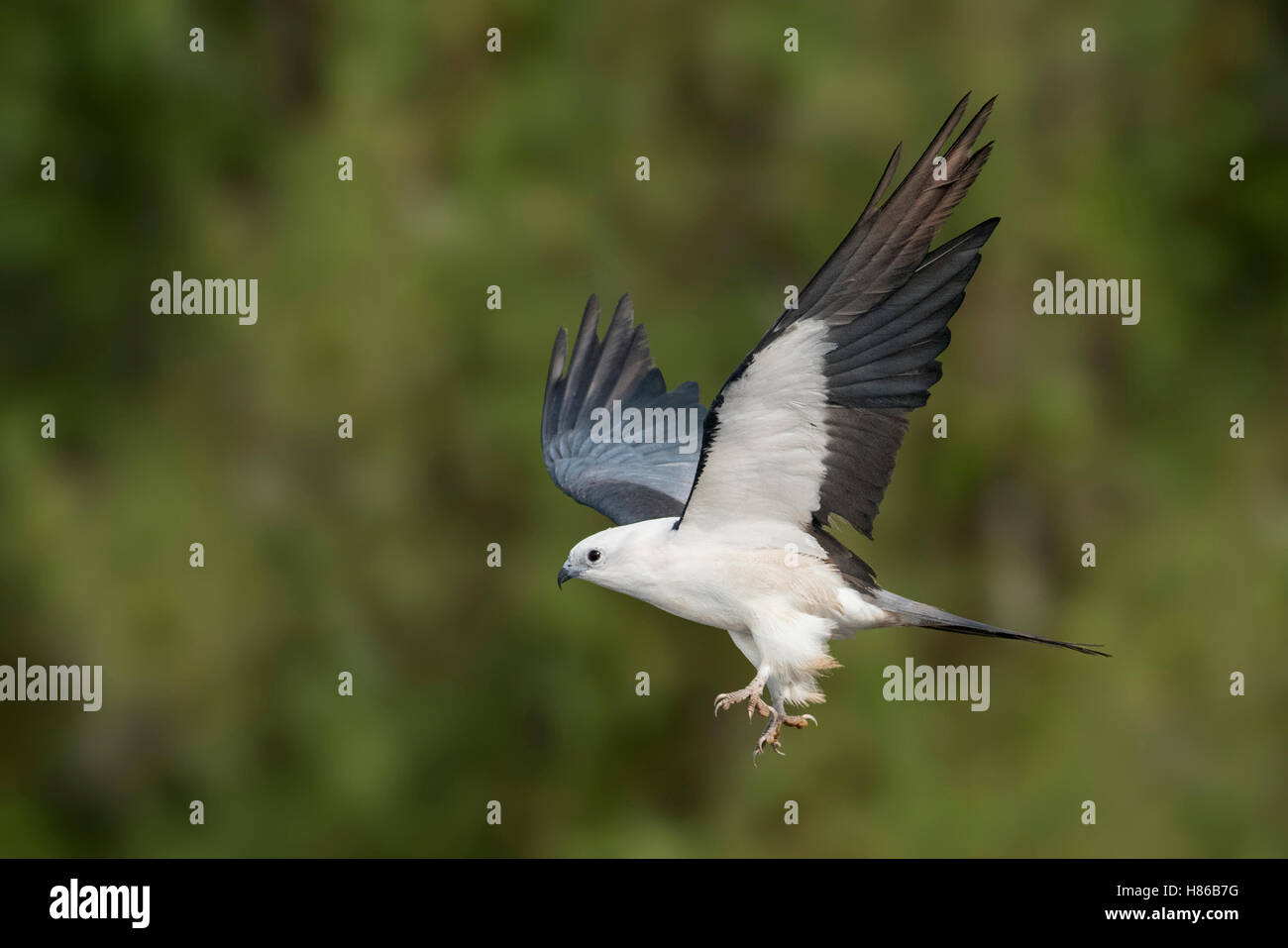 Swallow-tailed Kite (Elanoides forficatus) flying, Florida Stock Photo ...