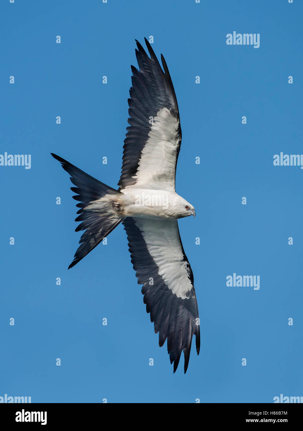 Swallow-tailed Kite (Elanoides forficatus) flying, Florida Stock Photo ...