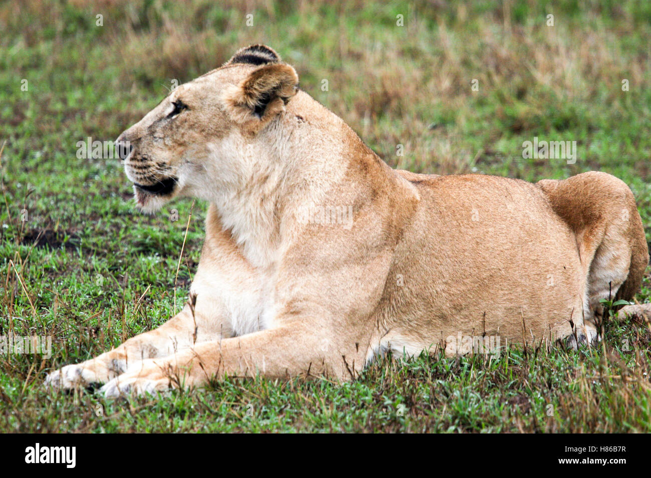 LEONE - LION Stock Photo - Alamy