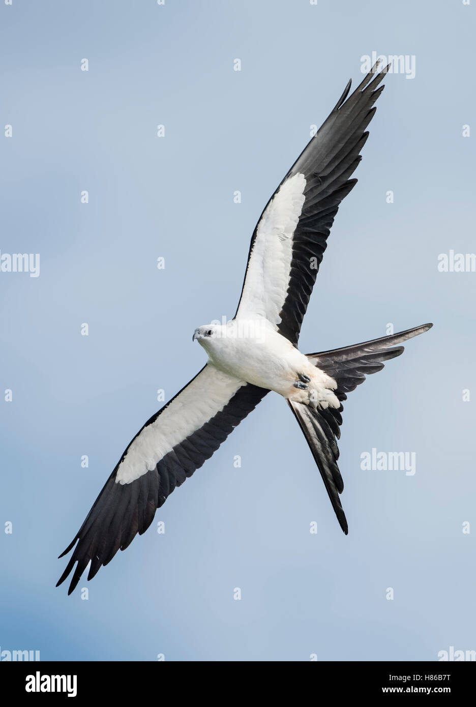 Swallow-tailed Kite (Elanoides forficatus) flying, Florida Stock Photo ...