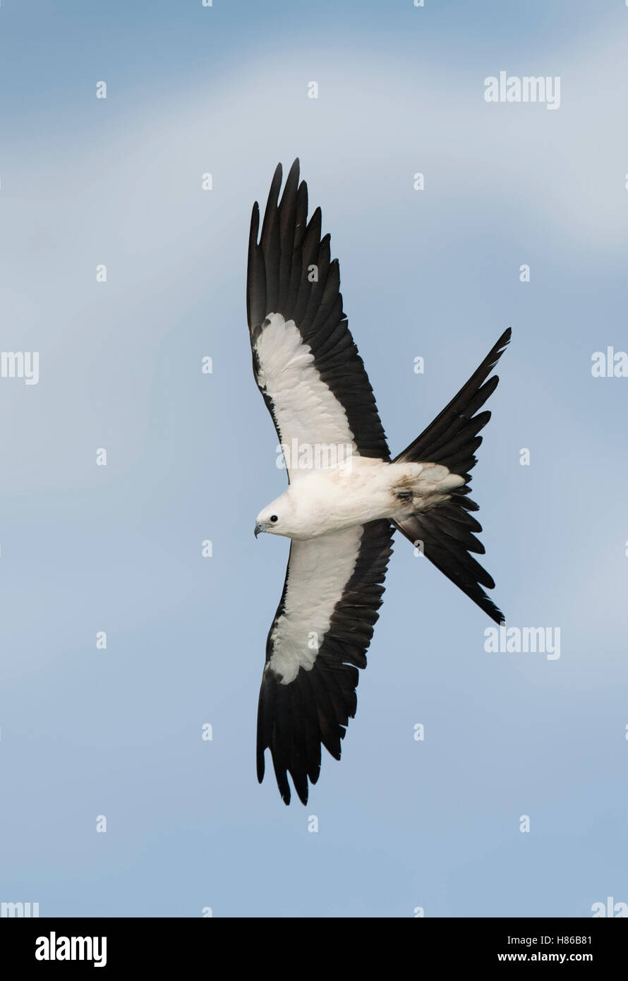 Swallow-tailed Kite (Elanoides forficatus) flying, Florida Stock Photo ...