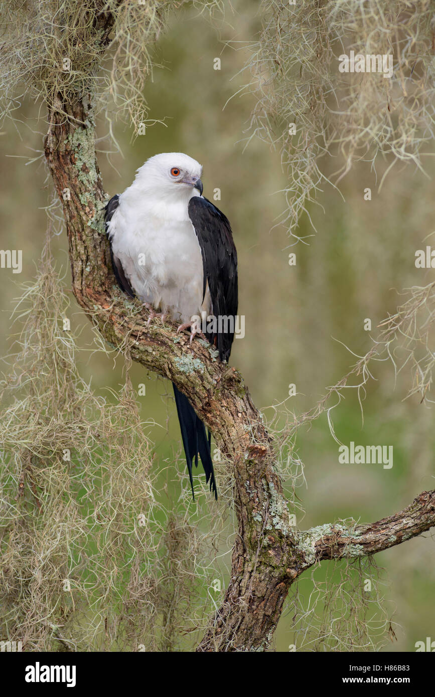 Swallow-tailed Kite (Elanoides forficatus), Florida Stock Photo - Alamy