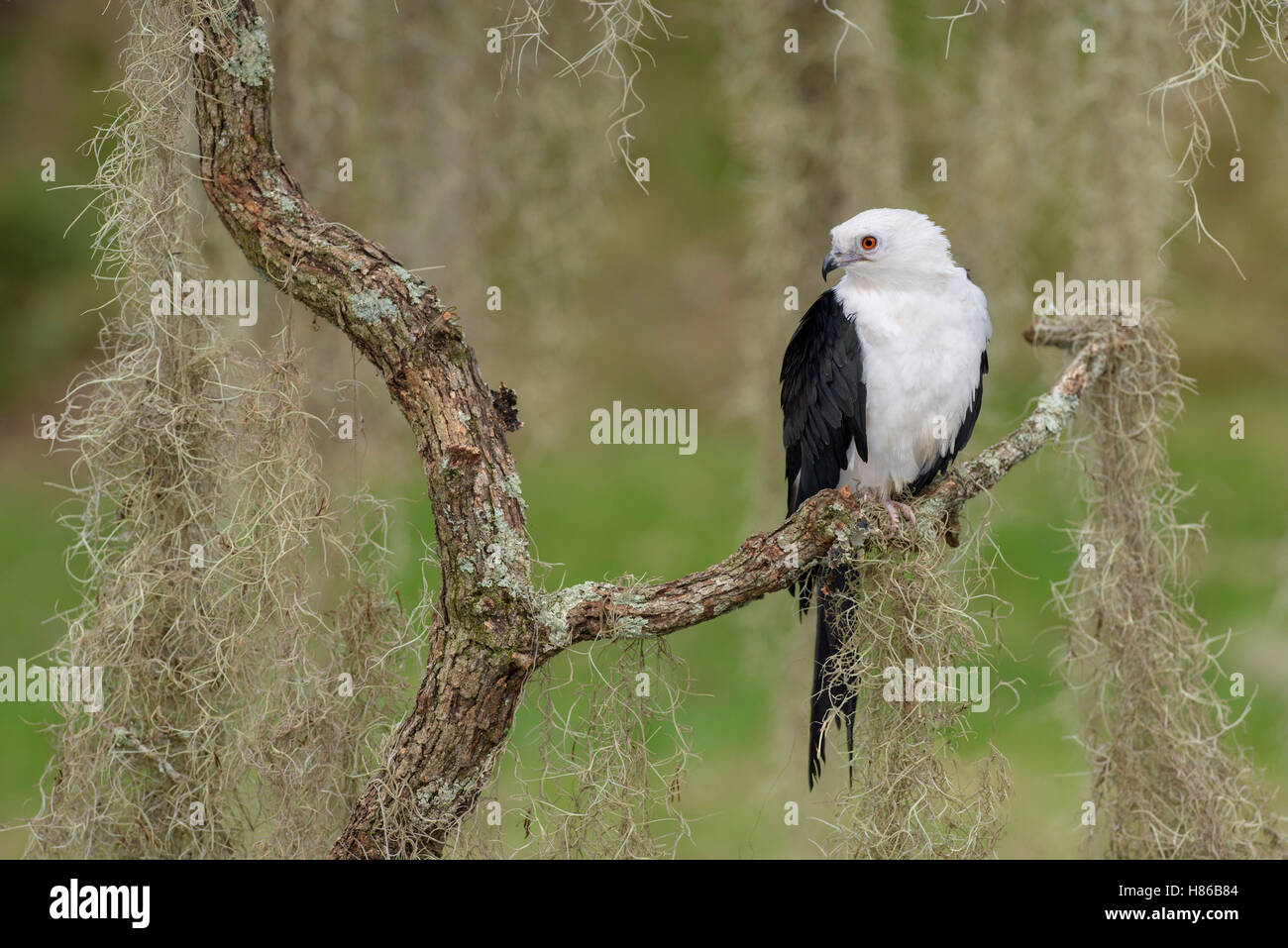 Swallow-tailed Kite (Elanoides forficatus), Florida Stock Photo - Alamy