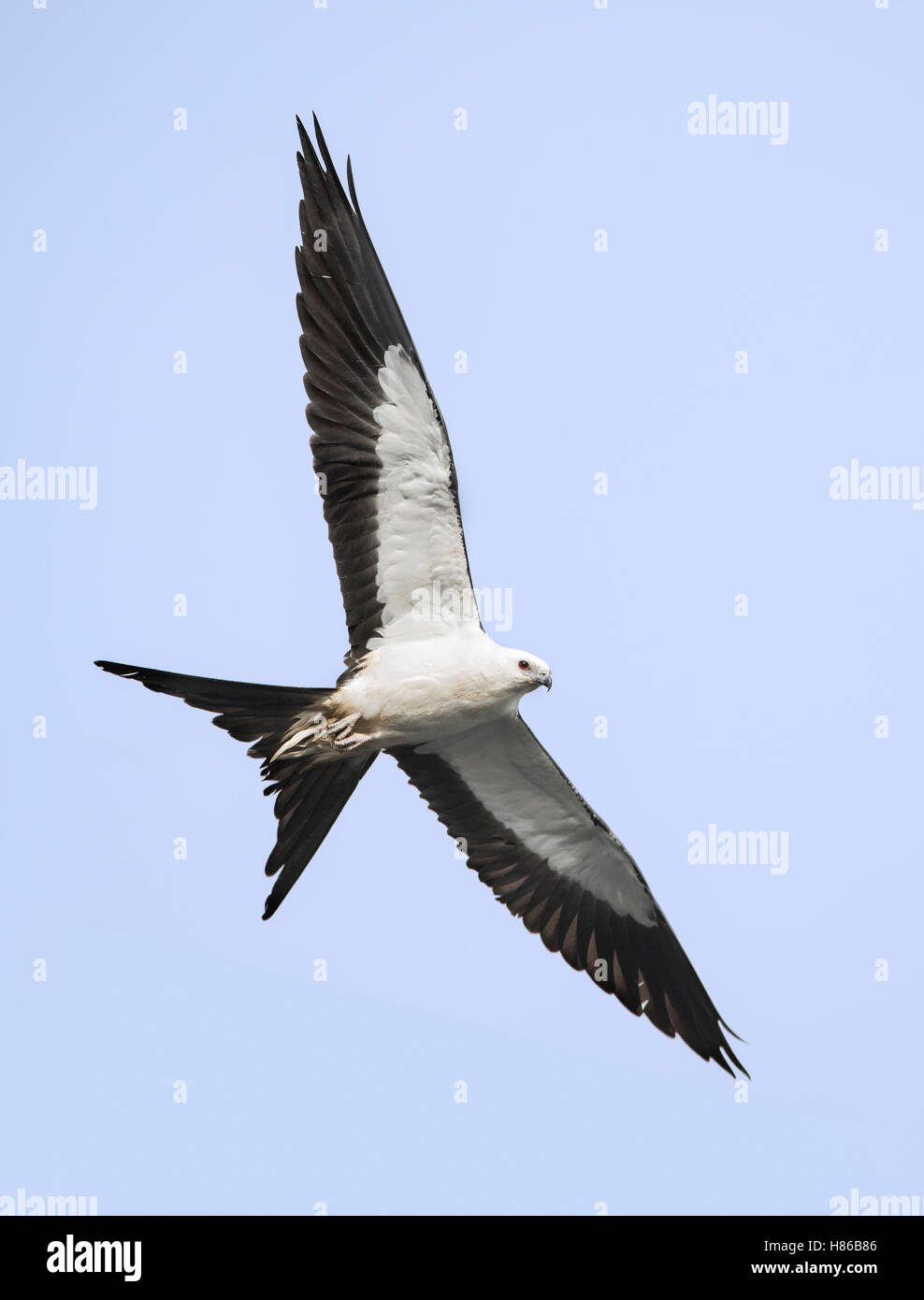 Swallow-tailed Kite (Elanoides forficatus) flying, Florida Stock Photo ...
