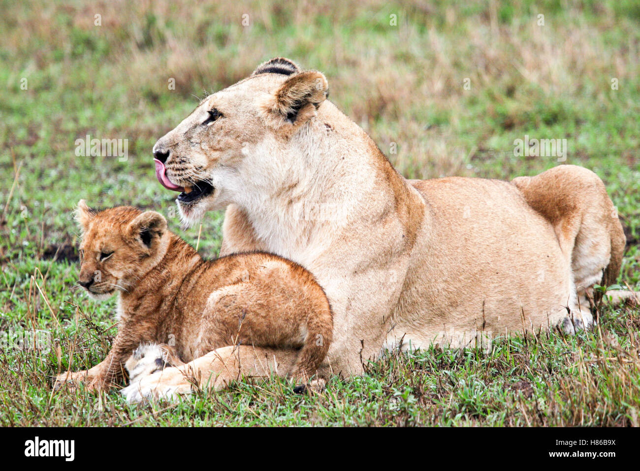 LEONE - LION Stock Photo - Alamy
