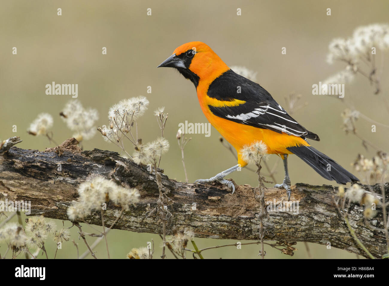 Altamira Oriole (Icterus gularis), Texas Stock Photo - Alamy