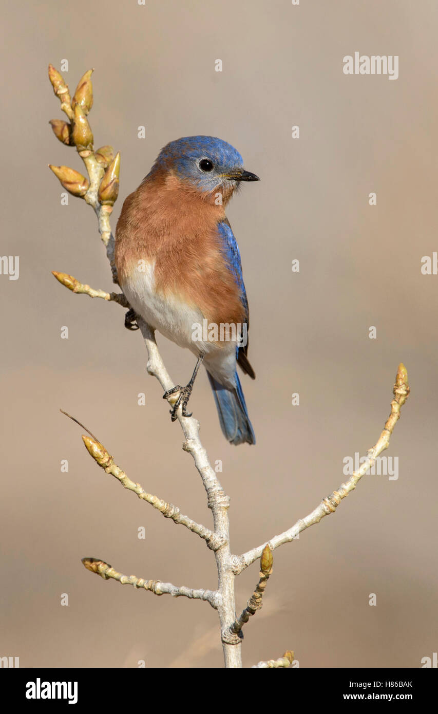 Eastern Bluebird (Sialia sialis) male, Texas Stock Photo - Alamy