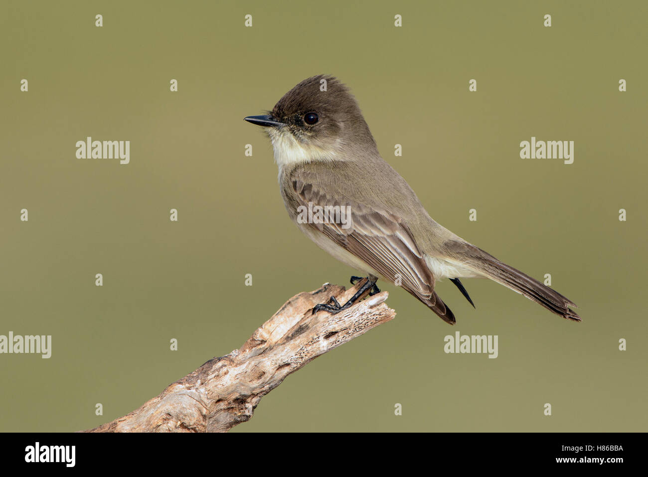Eastern Phoebe (Sayornis phoebe) male, Texas Stock Photo - Alamy