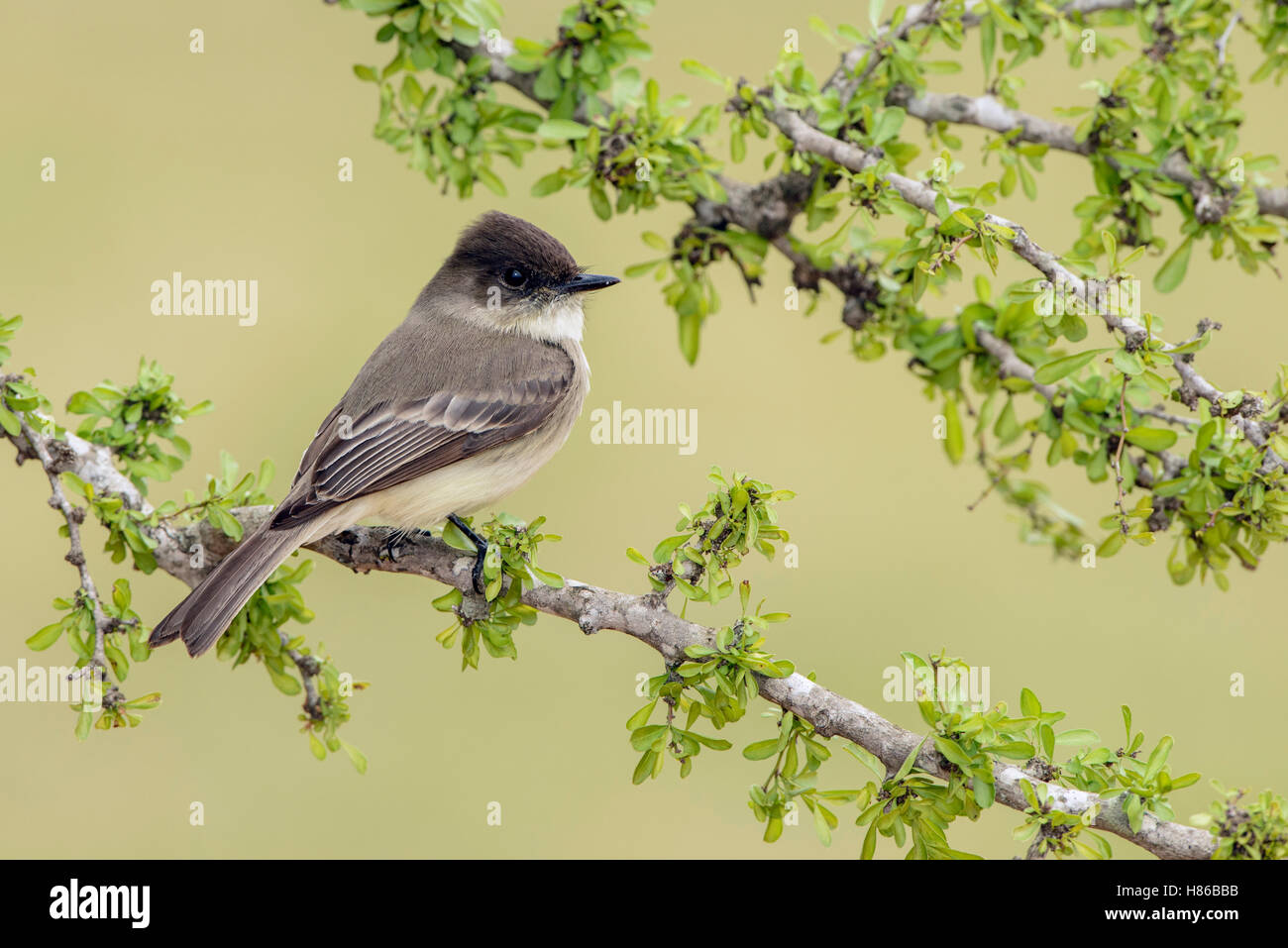Eastern Phoebe (Sayornis phoebe) male, Texas Stock Photo - Alamy