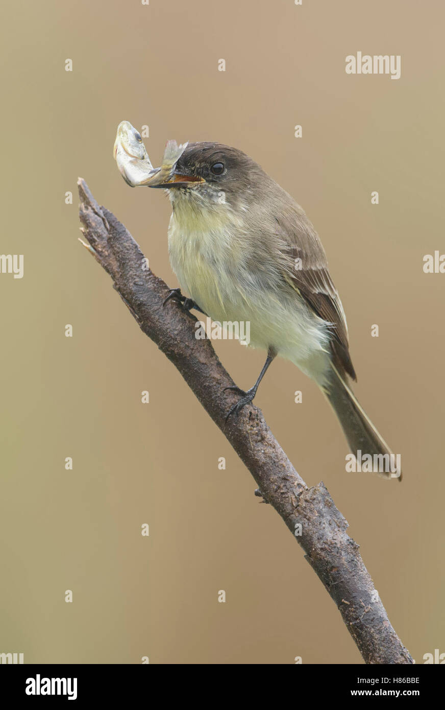Eastern Phoebe (Sayornis phoebe) male with fish prey, Texas Stock Photo ...