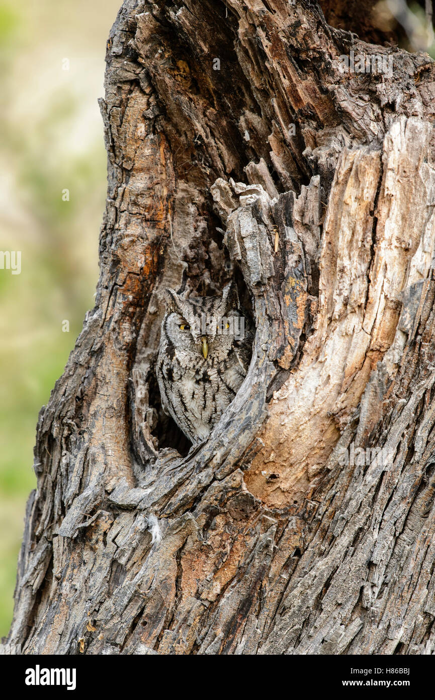 Eastern Screech Owl (Megascops asio) camouflaged in tree cavity, Texas ...