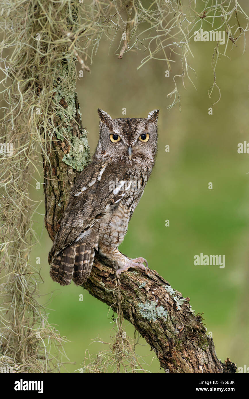 Eastern Screech Owl (Megascops asio), Texas Stock Photo - Alamy