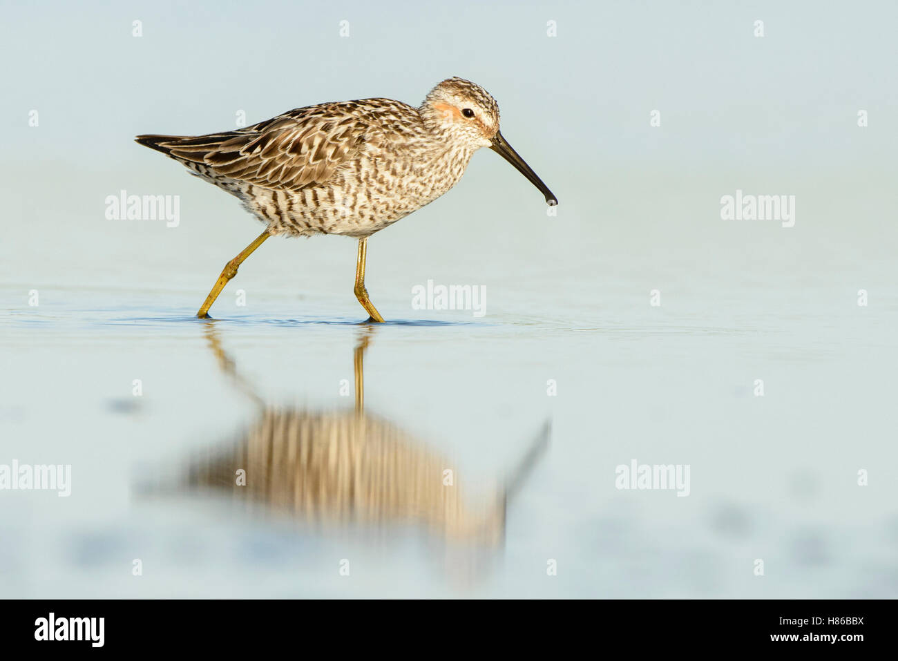 Stilt Sandpiper (Calidris himantopus) wading, Texas Stock Photo - Alamy