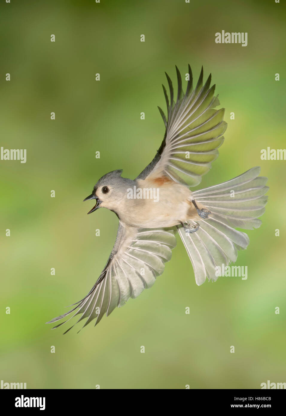 Tufted Titmouse (Baeolophus bicolor) flying, Texas Stock Photo - Alamy