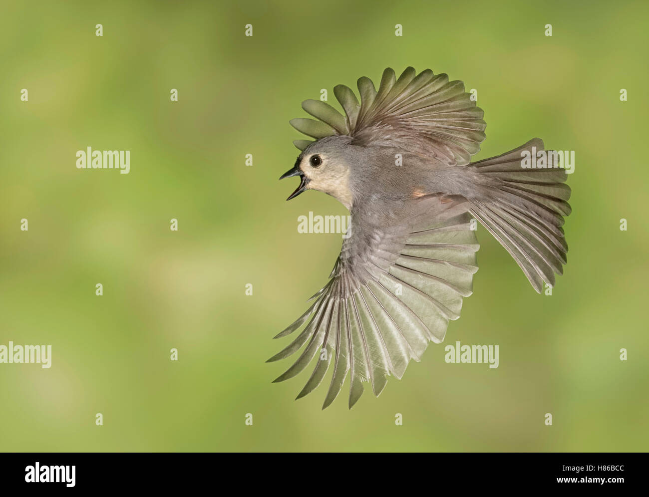 Tufted Titmouse (Baeolophus bicolor) flying, Texas Stock Photo - Alamy