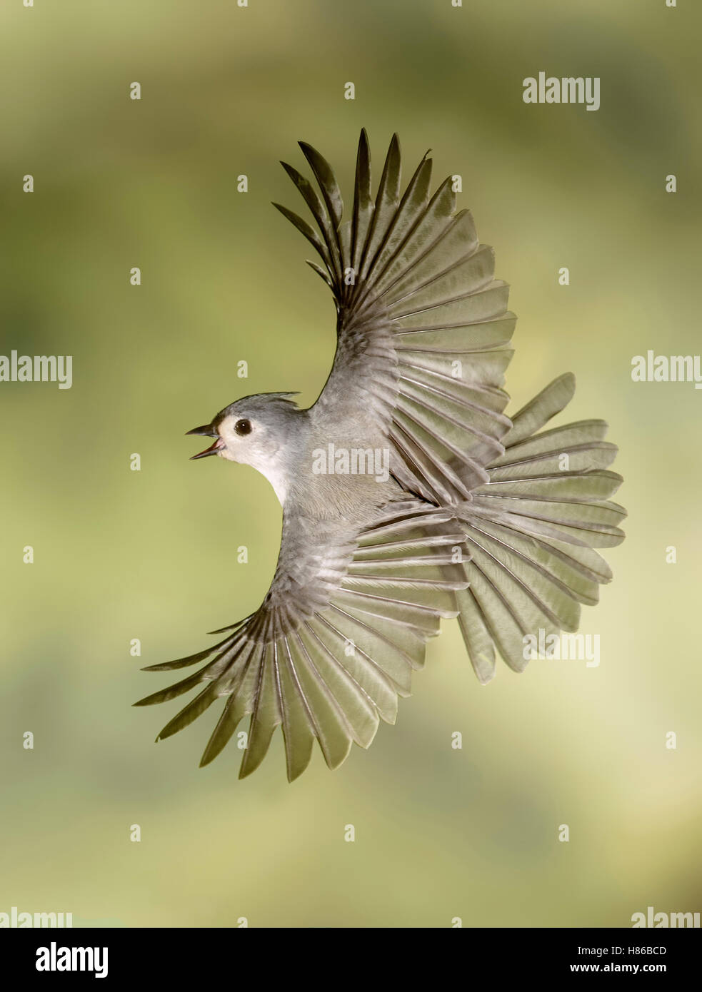 Tufted Titmouse (Baeolophus bicolor) flying, Texas Stock Photo - Alamy