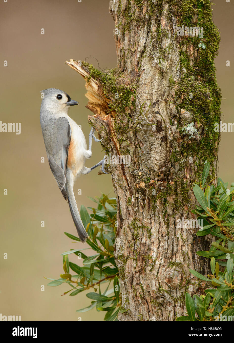 Tufted Titmouse (Baeolophus bicolor), Texas Stock Photo - Alamy
