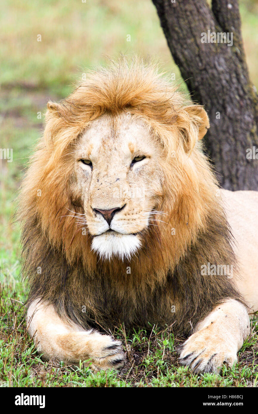 LEONE - LION Stock Photo - Alamy